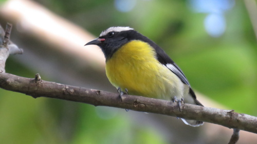 Bananaquit (Jamaica) (Subspecies Coereba flaveola flaveola) · iNaturalist