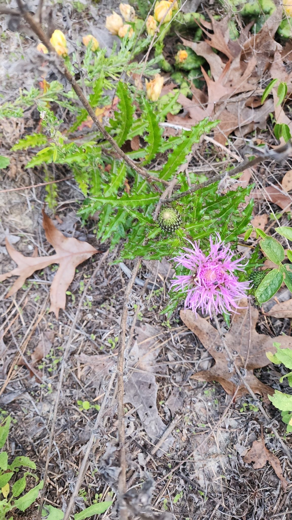Cirsium repandum Michx.