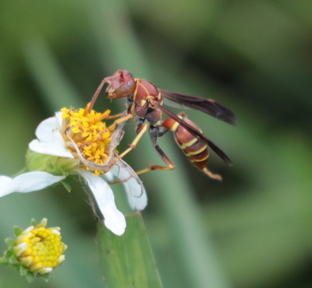 Hunter's Little Paper Wasp from Glades County, FL, USA on May 28, 2023 ...