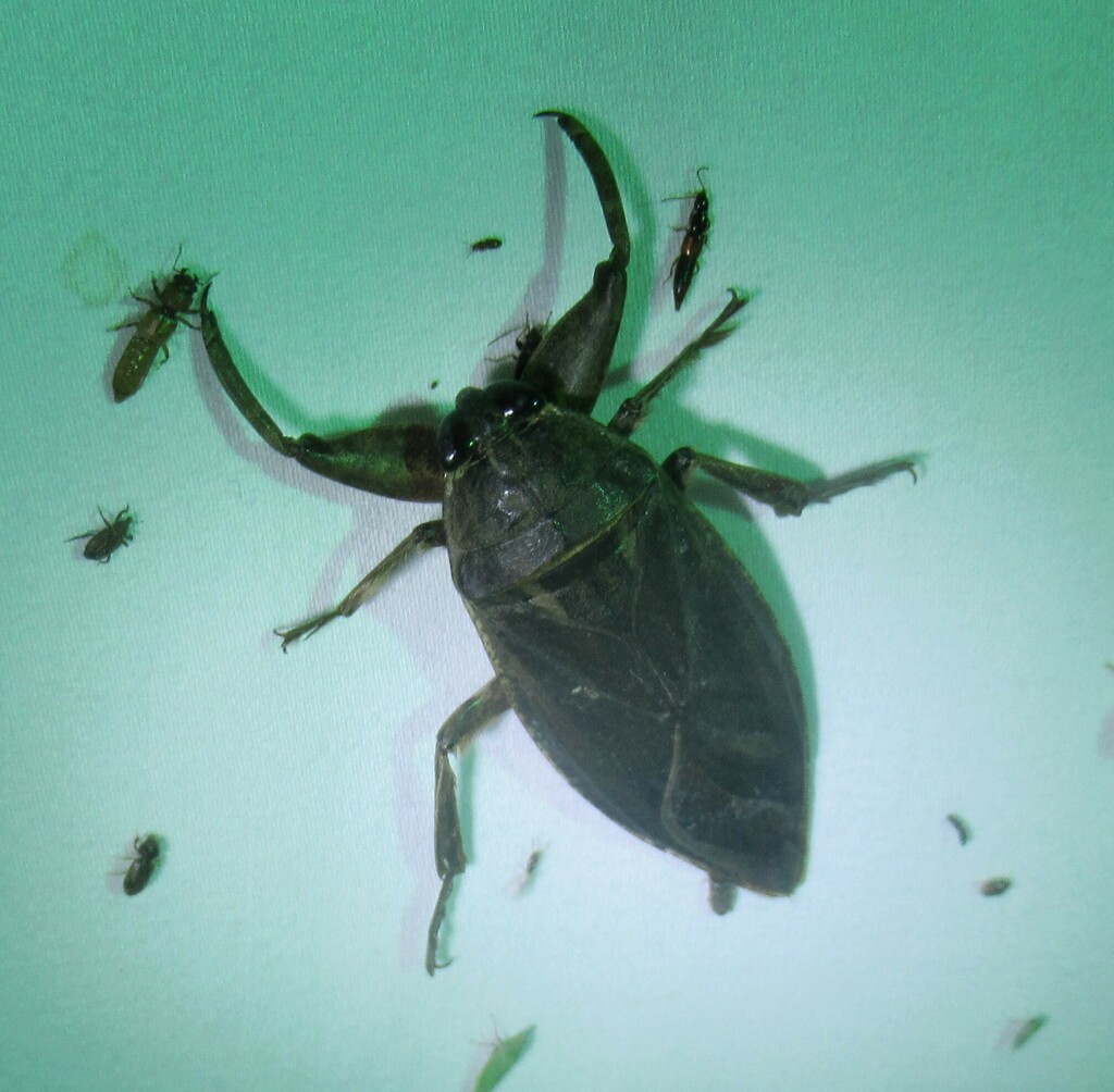 Uhler's Giant Water Bug from Powderhorn WMA, Calhoun County, TX, USA on ...