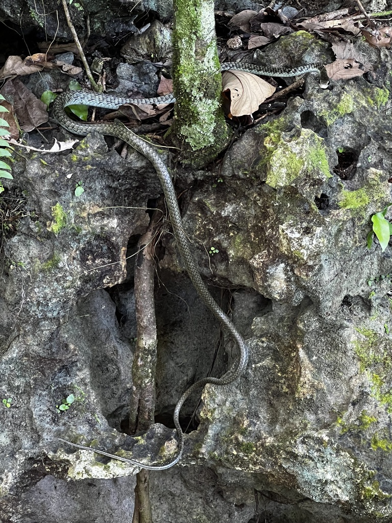 Palau Tree Snake from Palau, PW on August 29, 2022 at 09:42 AM by ...