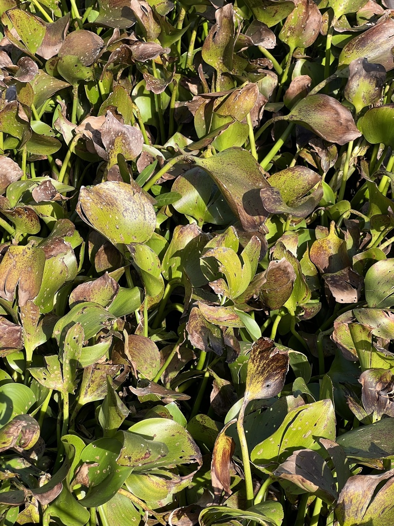common water hyacinth from Cedar Hill Dr, Lenaghan, NSW, AU on May 31 ...