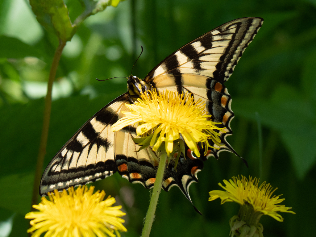 Canadian Tiger Swallowtail from Mendon, VT, USA on May 29, 2023 at 11: ...