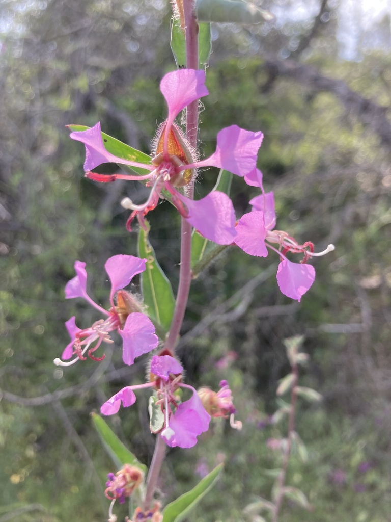Elegant Clarkia in May 2023 by sprusselbrouts · iNaturalist