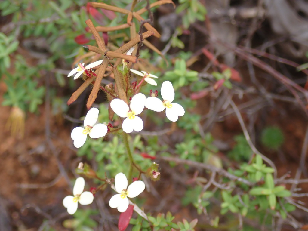 Common Butterfly Triggerplant from Wellington Dam, Western Australia ...
