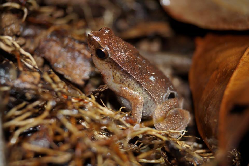 Rufous-sided Sticky Frog from Batang Hari, Jambi, Indonesien on March ...