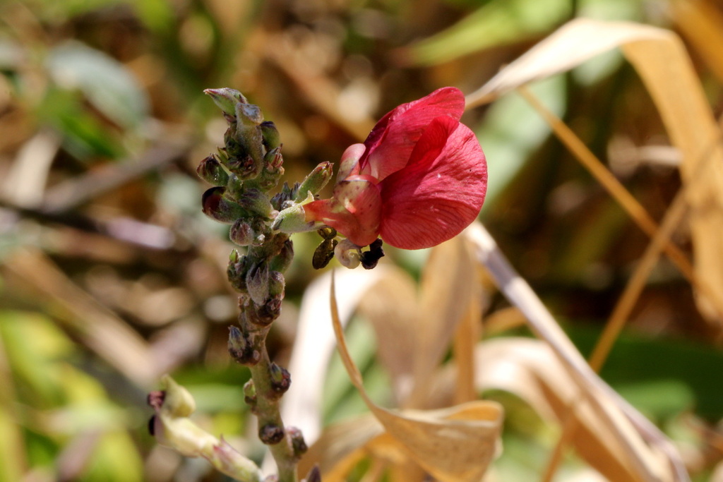 Phasey Bean from Beerburrum W SF, QLD 4517, Australia on August 21 ...