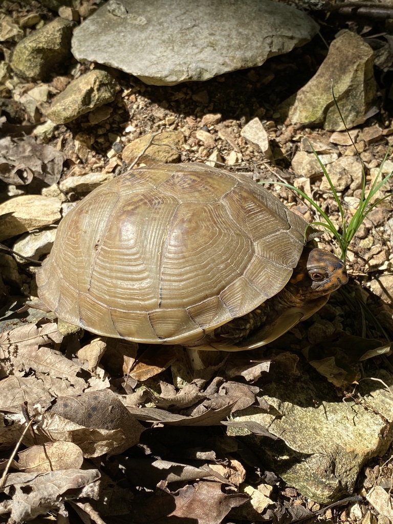 Three-toed Box Turtle in May 2023 by jim · iNaturalist