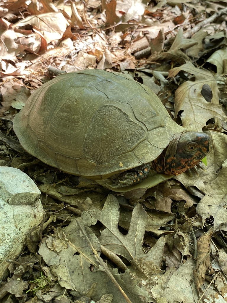 Three-toed Box Turtle in May 2023 by Jim Oehmke · iNaturalist