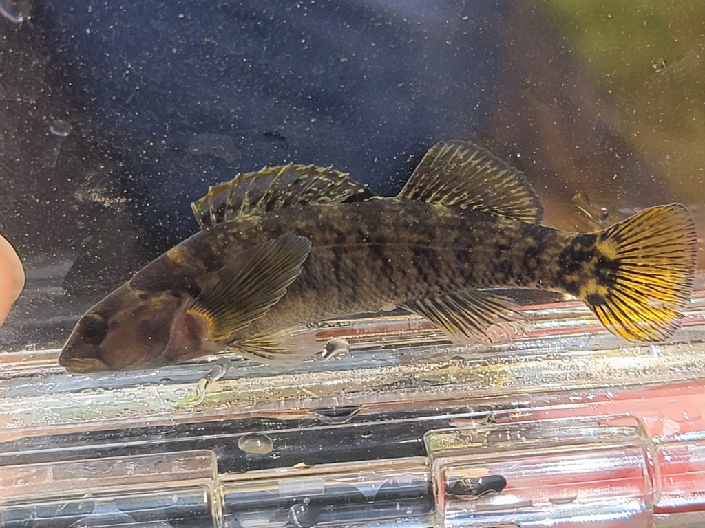 Nothonotus from McCalla, AL 35111, USA on May 29, 2023 at 02:04 PM by ...