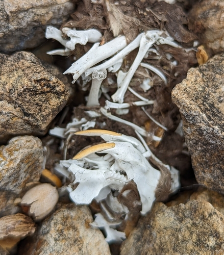 iNaturalist Tracking Database – NatureTracking