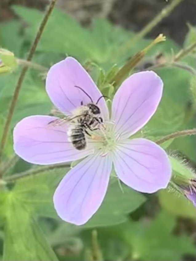 Orange-tipped Wood-digger from Kennedy Ave, Toronto, ON, CA on May 30 ...