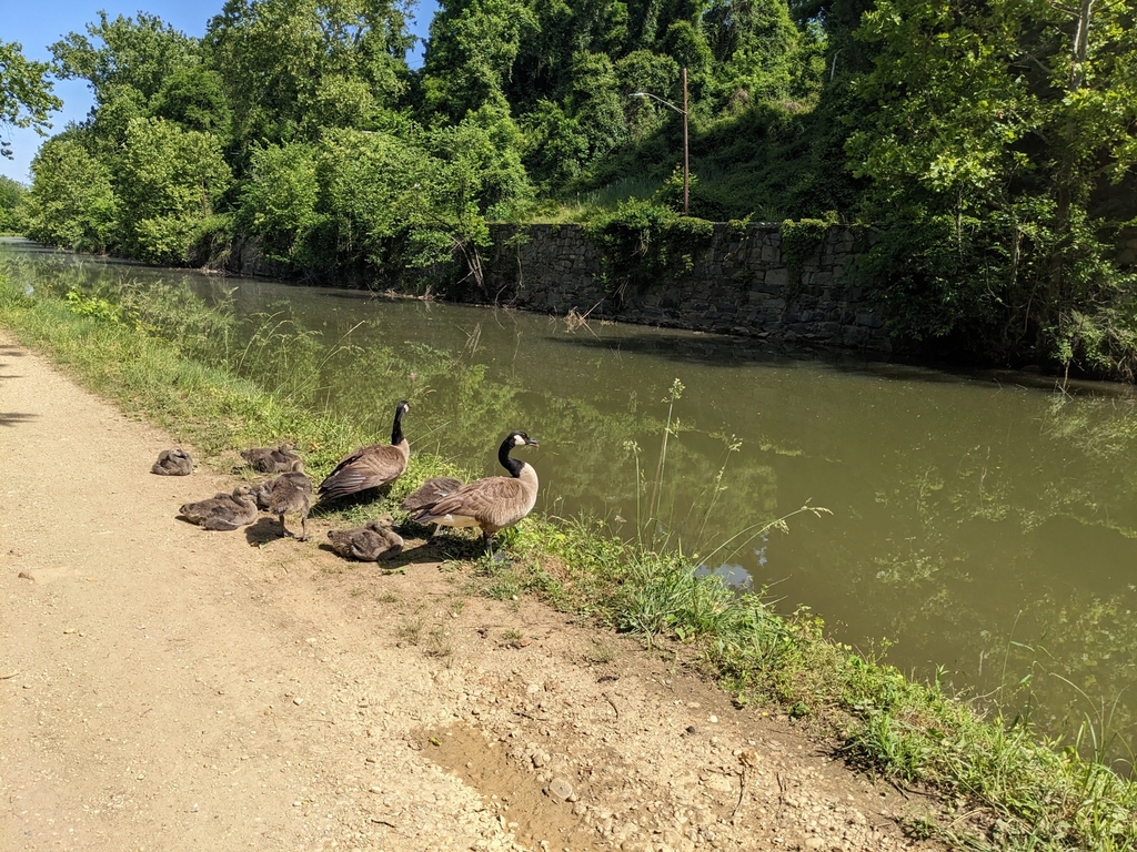 Canada Goose from Brookmont, MD, USA on May 27, 2023 at 10:34 AM by ...