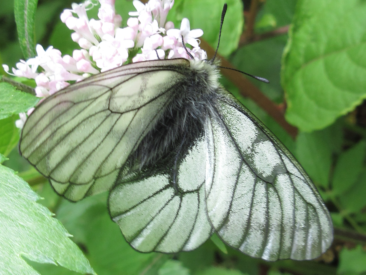Parnassius stubbendorfii Ménétriés, 1849