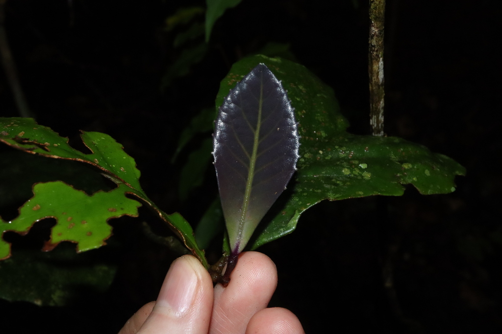 Hollandaea sayeriana in May 2023 by Thomas Mesaglio · iNaturalist