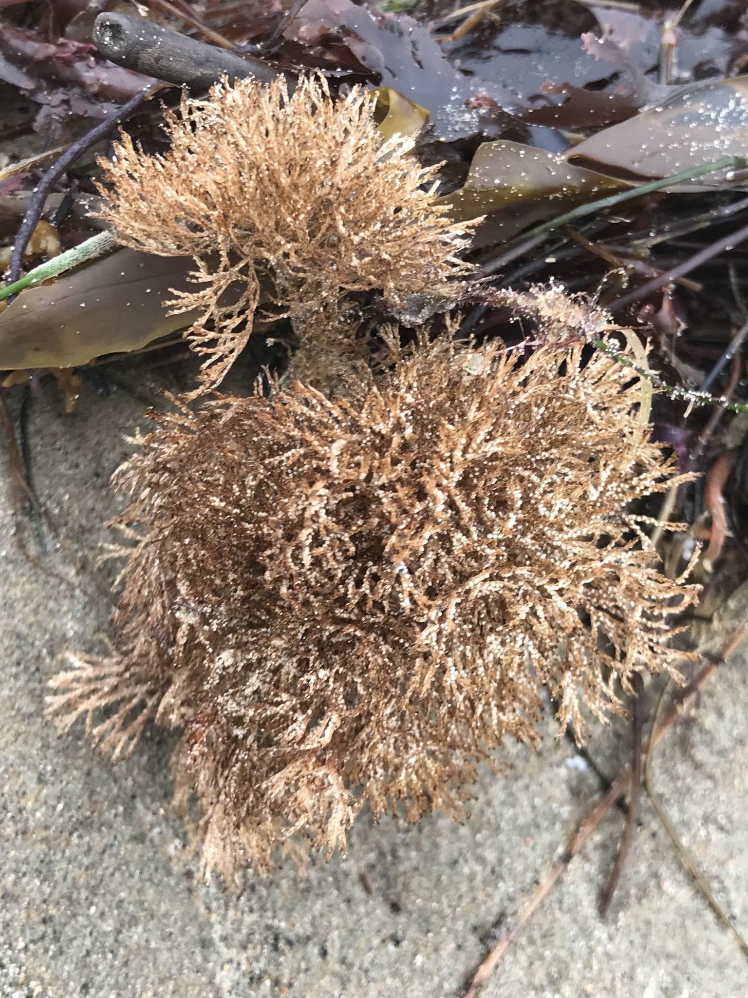 Bugula neritina (Linnaeus, 1758)