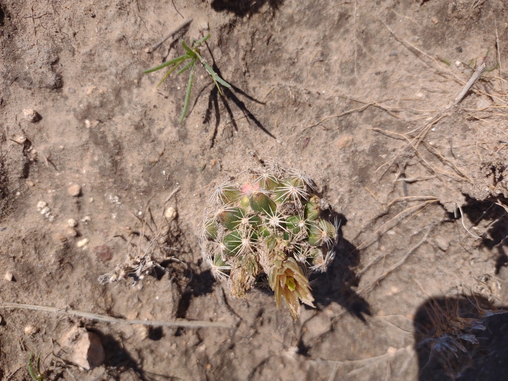 Missouri Foxtail Cactus in May 2023 by Emerson Harman · iNaturalist