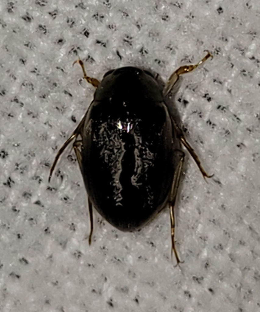 Berosus in May 2023 by David Heckard · iNaturalist