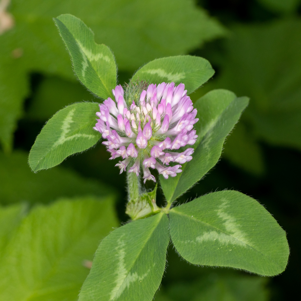 Red Clover from Beacon Rock SP, Skamania County, WA, USA on May 29 ...