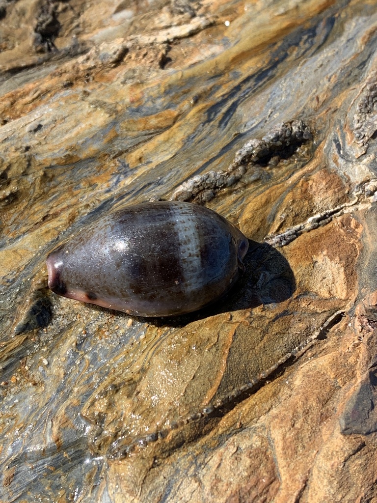 yellow-toothed cowrie from Bongil Bongil National Park, Bundagen, NSW ...