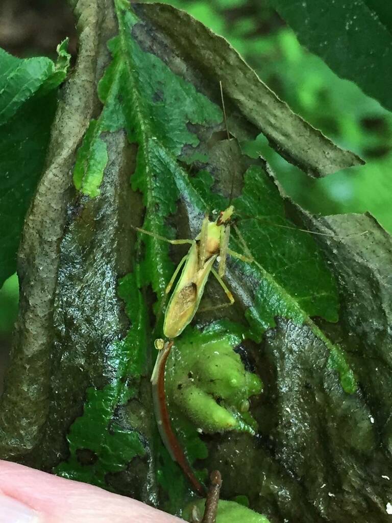 Pale Green Assassin Bug from Walker Nature Center on May 30, 2023 by ...