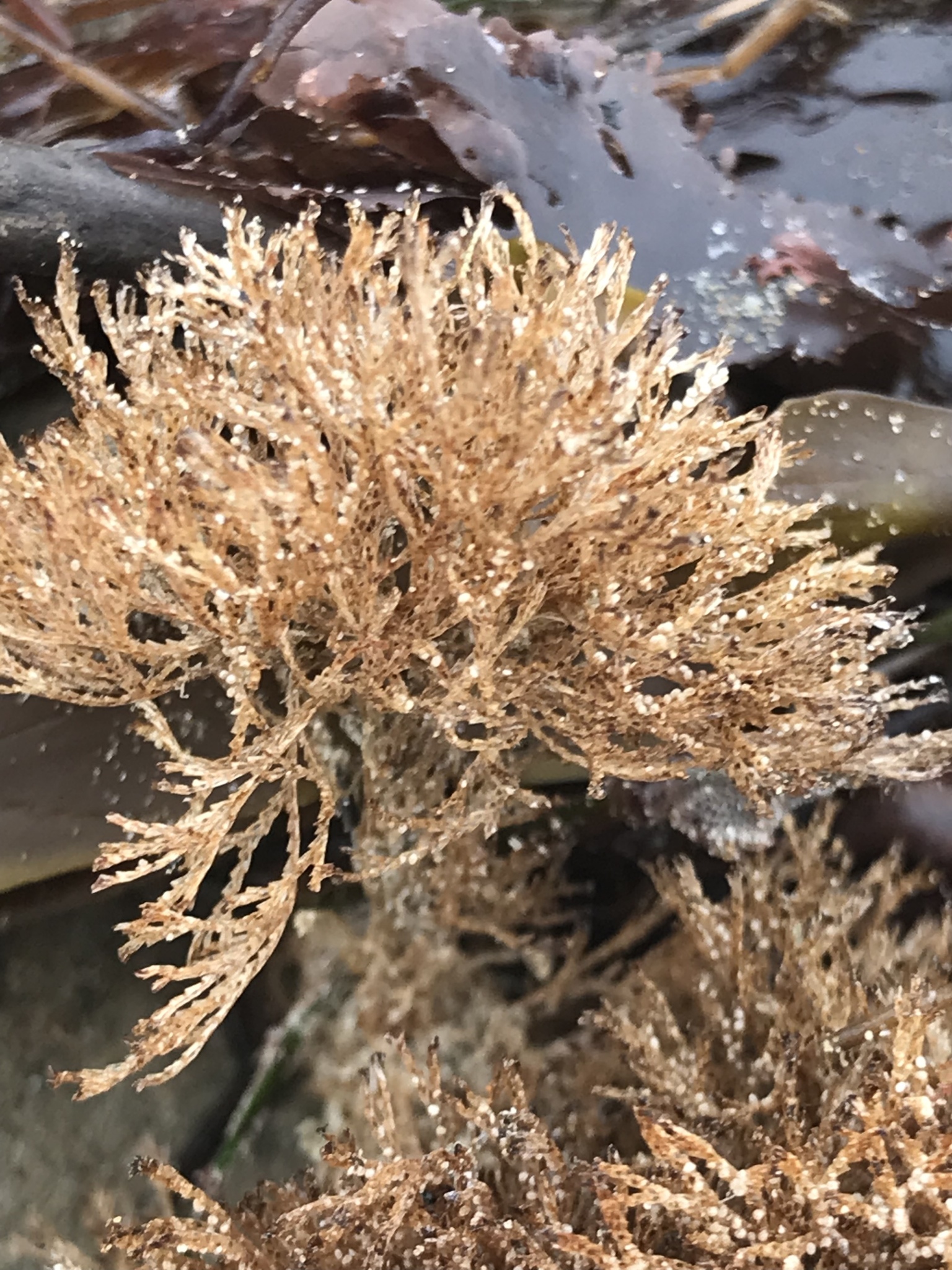 Bugula neritina (Linnaeus, 1758)