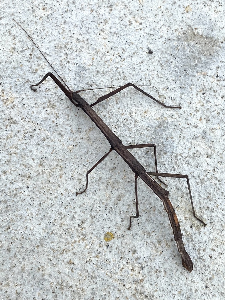 Indian Walking Stick from Recuerdo Dr, San Diego, CA, US on May 30 ...