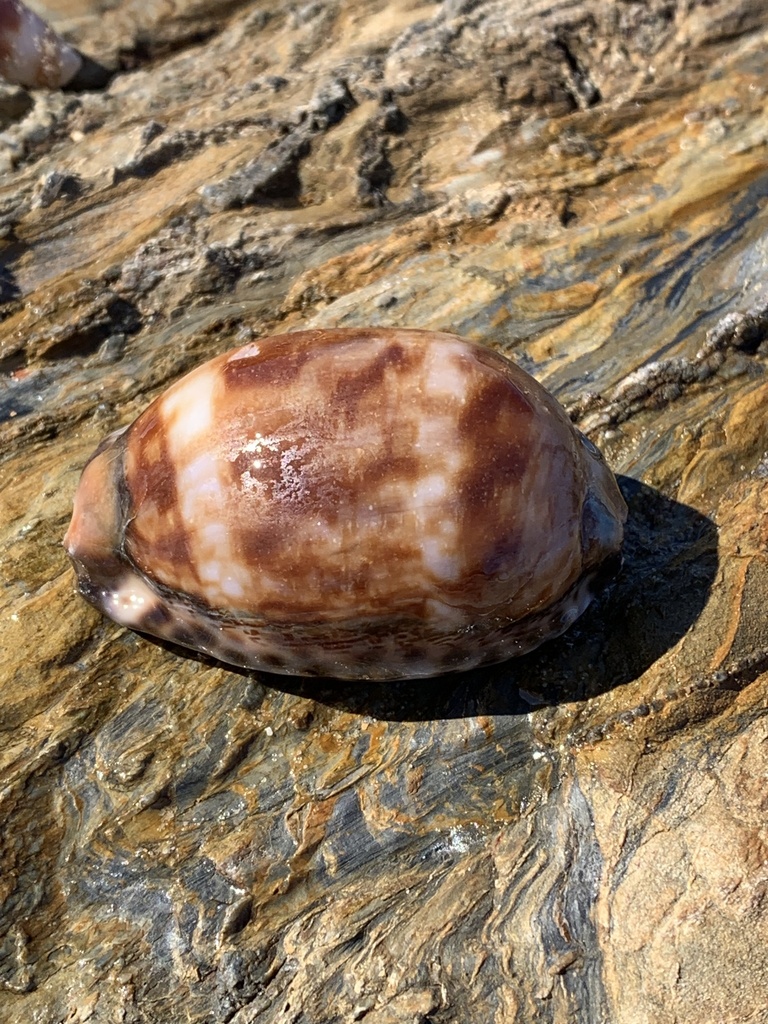 Arabian Cowry from Bongil Bongil National Park, Bundagen, NSW, AU on ...