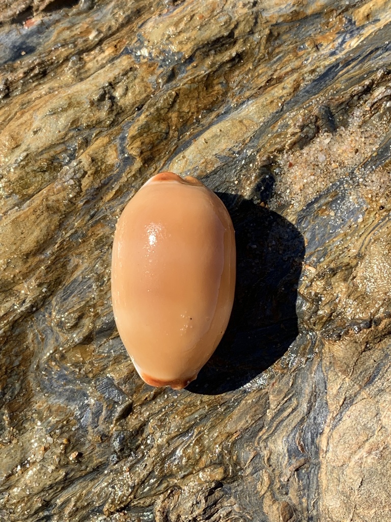 Isabella Cowry from Bongil Bongil National Park, Bundagen, NSW, AU on ...