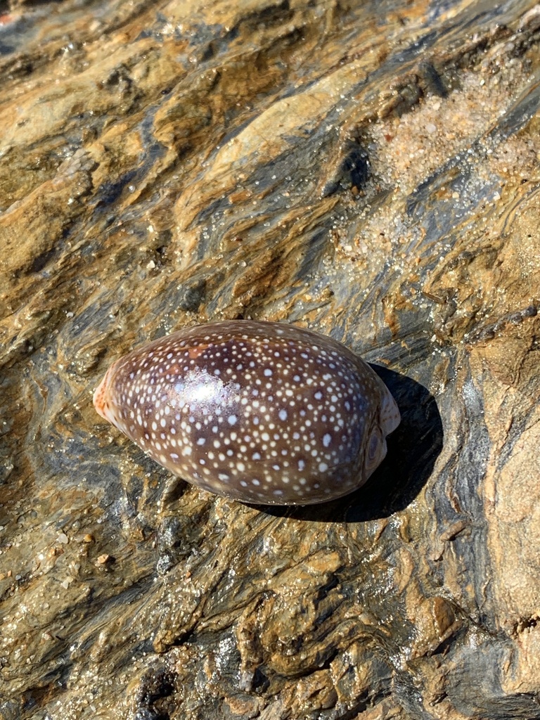 Eroded Cowry from Bongil Bongil National Park, Bundagen, NSW, AU on May ...
