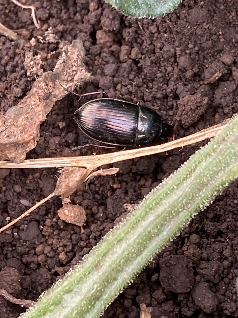 Sun Beetles from 山崎, 石岡市, 茨城県, JP on May 31, 2023 at 10:45 AM by ...