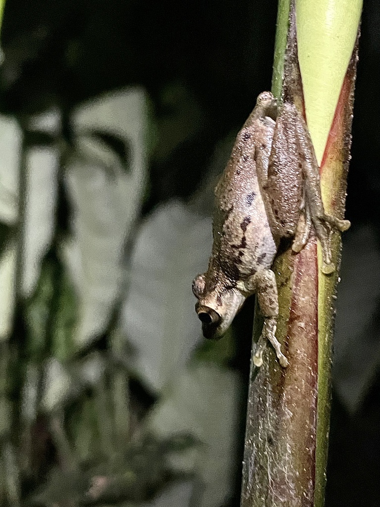 Olive Snouted Tree Frog from Calle El Carmen, San Carlos, Alajuela, CR ...