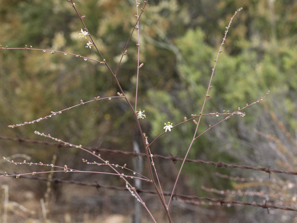 small-flowered soaproot from Sycamore Canyon Preserve, San Diego ...