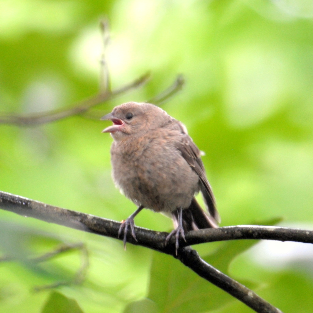 Brown-headed Cowbird from E Lake Anne Dr, Raleigh, NC, US on May 29 ...