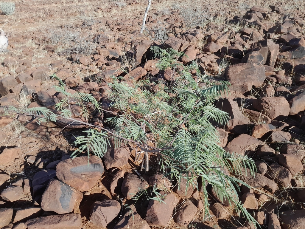 Skewleaf Elephant Root in May 2023 by Nogga_Eugene · iNaturalist