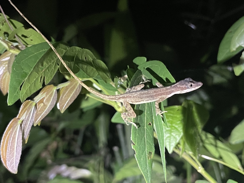 Border Anole from San Carlos, Alajuela, CR on May 24, 2023 at 07:28 PM ...