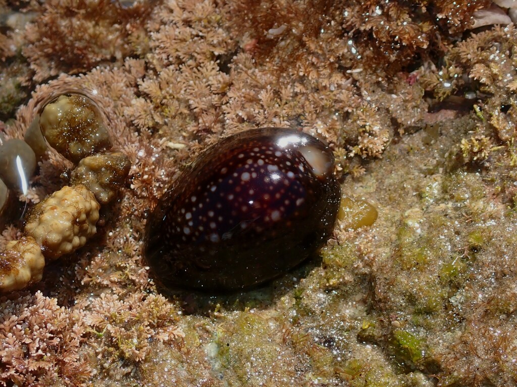 Snakehead Cowrie from Minnie Water NSW 2462, Australia on May 30, 2023 ...