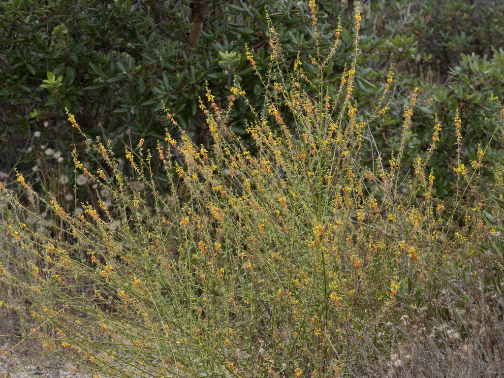 deerweed from Sycamore Canyon Preserve, San Diego, California, United ...