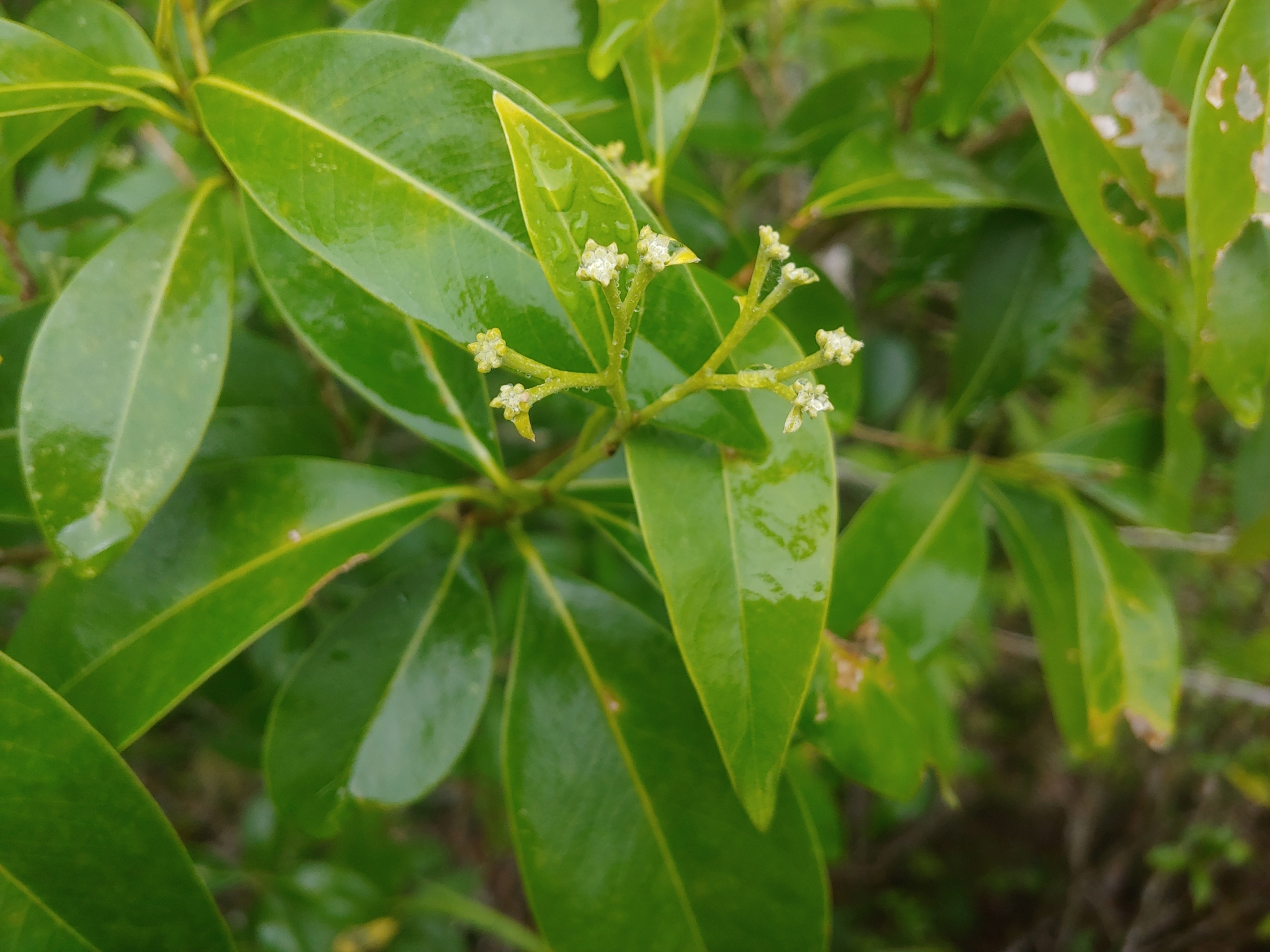 Daphnopsis Mart. & Zucc.