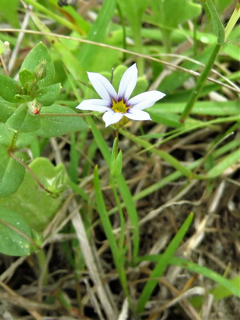 Blue Pigroot from Powderhorn WMA, Calhoun Co., TX, US on May 20, 2023 ...