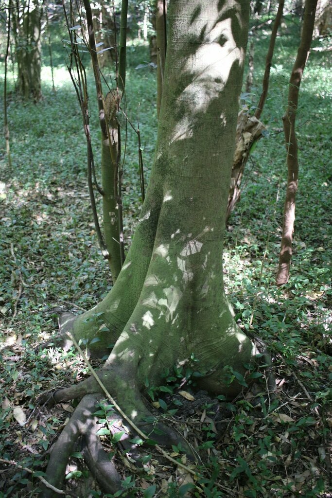 creek sandpaper fig from Maraylya NSW 2765, Australia on August 20 ...