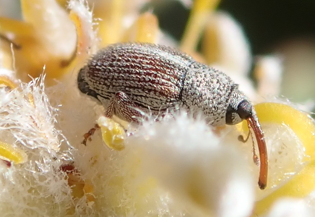 Micrelus from The Gouritsmond Commonage, Gouritz, 6696, South Africa on ...