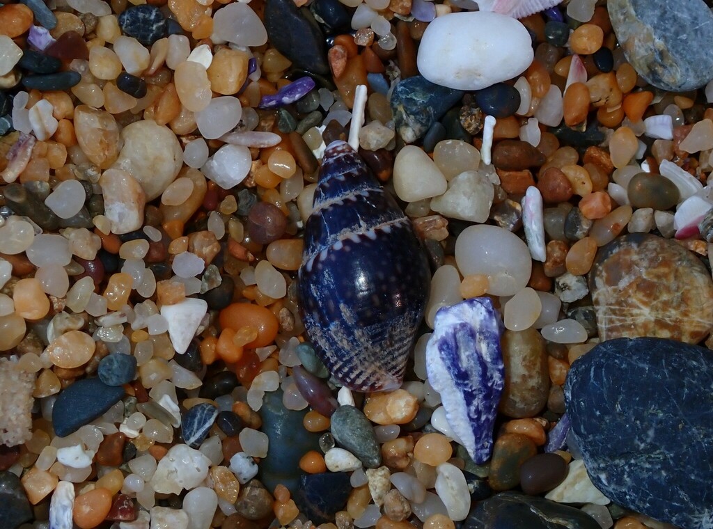 Tortoise Dove Shell from Minnie Water NSW 2462, Australia on May 30 ...