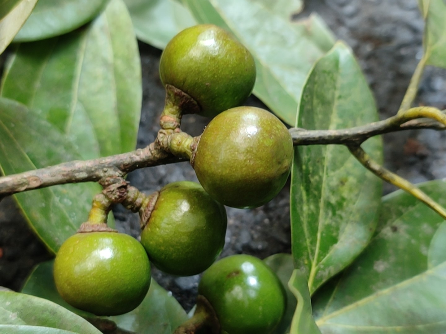 Neolitsea pallens (D.Don) Momiy. & H.Hara