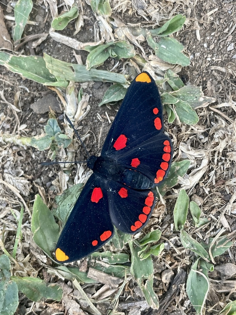 Red-bordered Pixie from Vía 620, Puntarenas, CR on May 26, 2023 at 06: ...