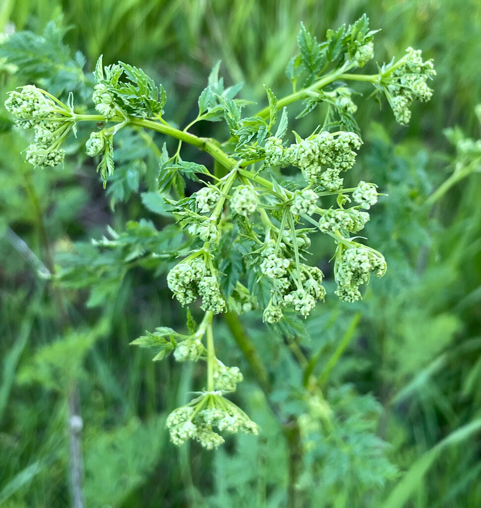 poison hemlock in May 2023 by johnbotany · iNaturalist
