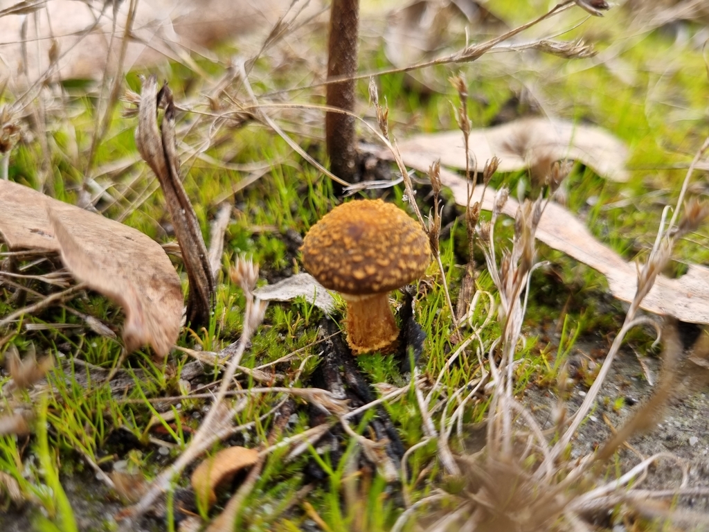 Descolea recedens from Mount Martha VIC 3934, Australia on May 31, 2023 ...