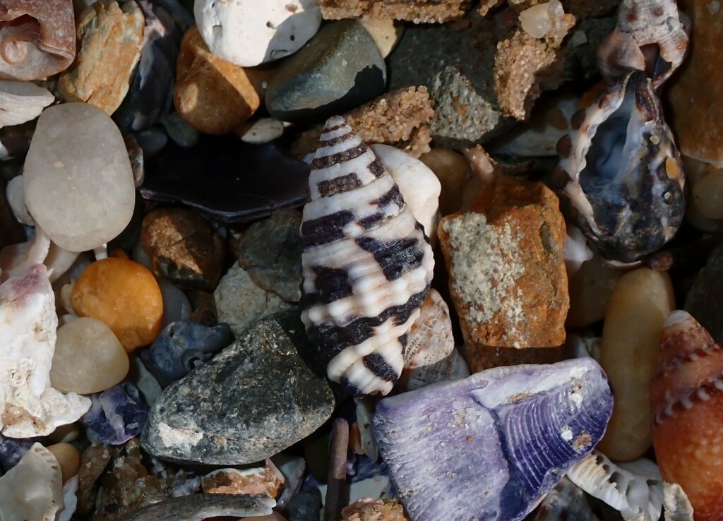 Engina zonalis from Minnie Water NSW 2462, Australia on May 30, 2023 at ...