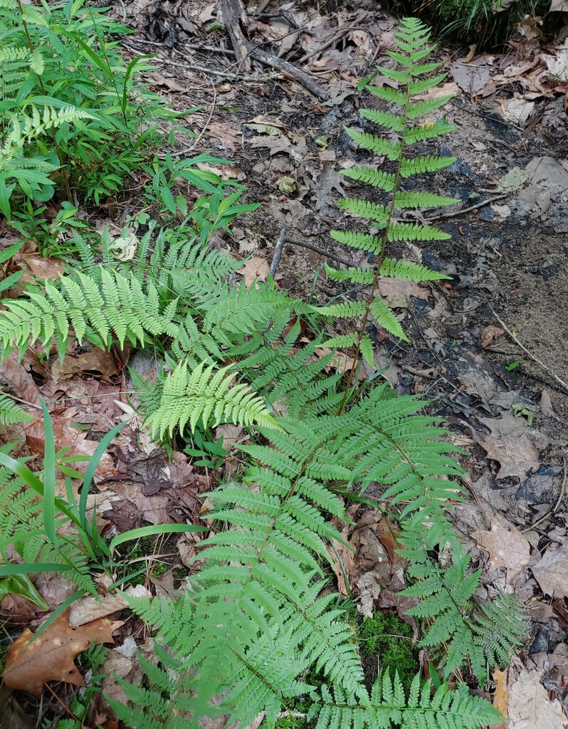 southern lady fern from Dekalb County, GA, USA on May 30, 2023 at 10:44 ...
