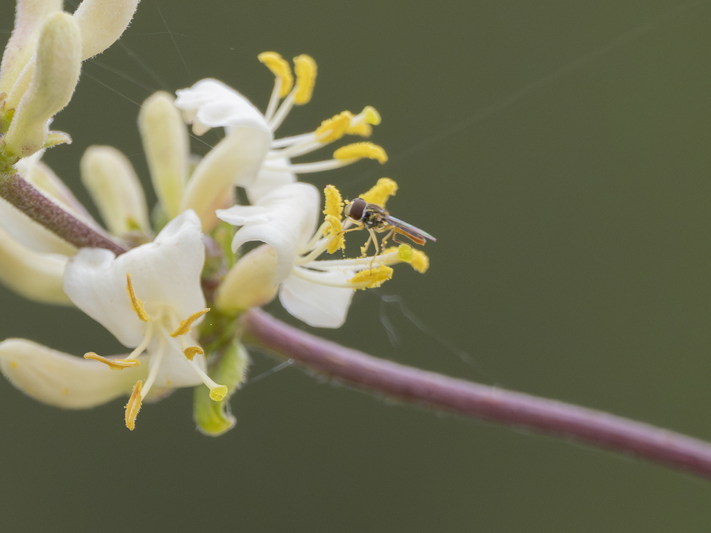 Calligrapher Flies from San Diego County, CA, USA on May 30, 2023 at 11 ...